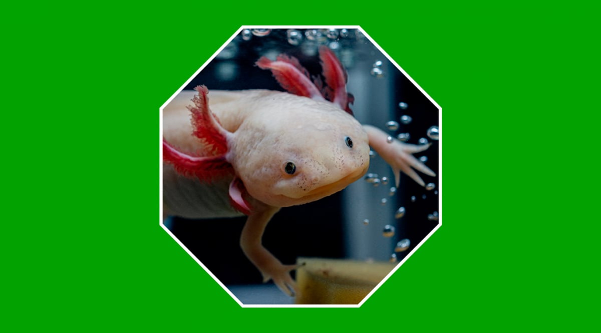 Animales Raros En El Mundo